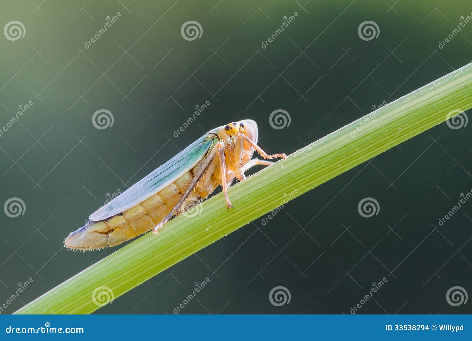 Grasshopper stock photo. Image of color, outdoor, species - 33538294