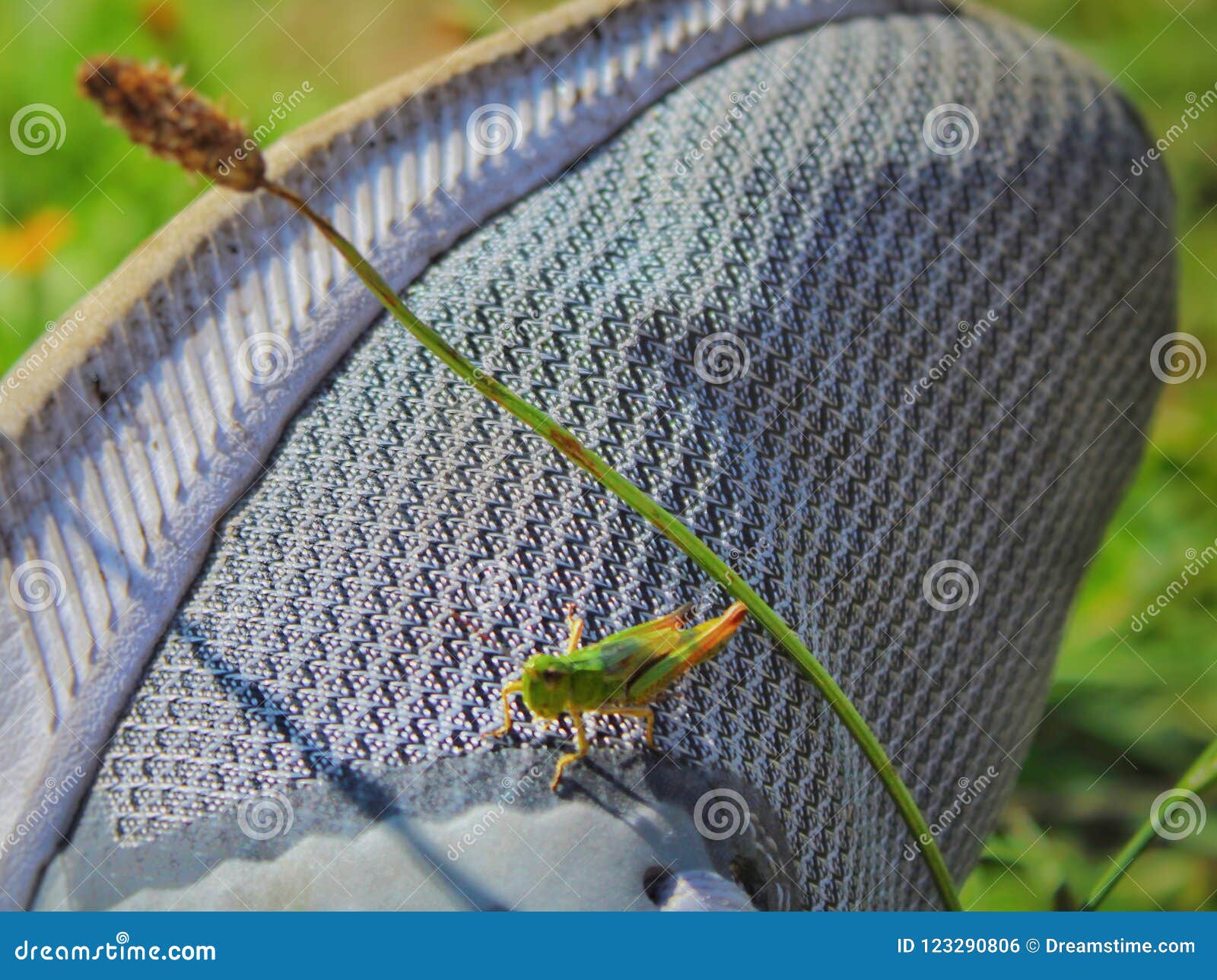 Grasshopper stock photo. Image of view, landscape, side - 123290806
