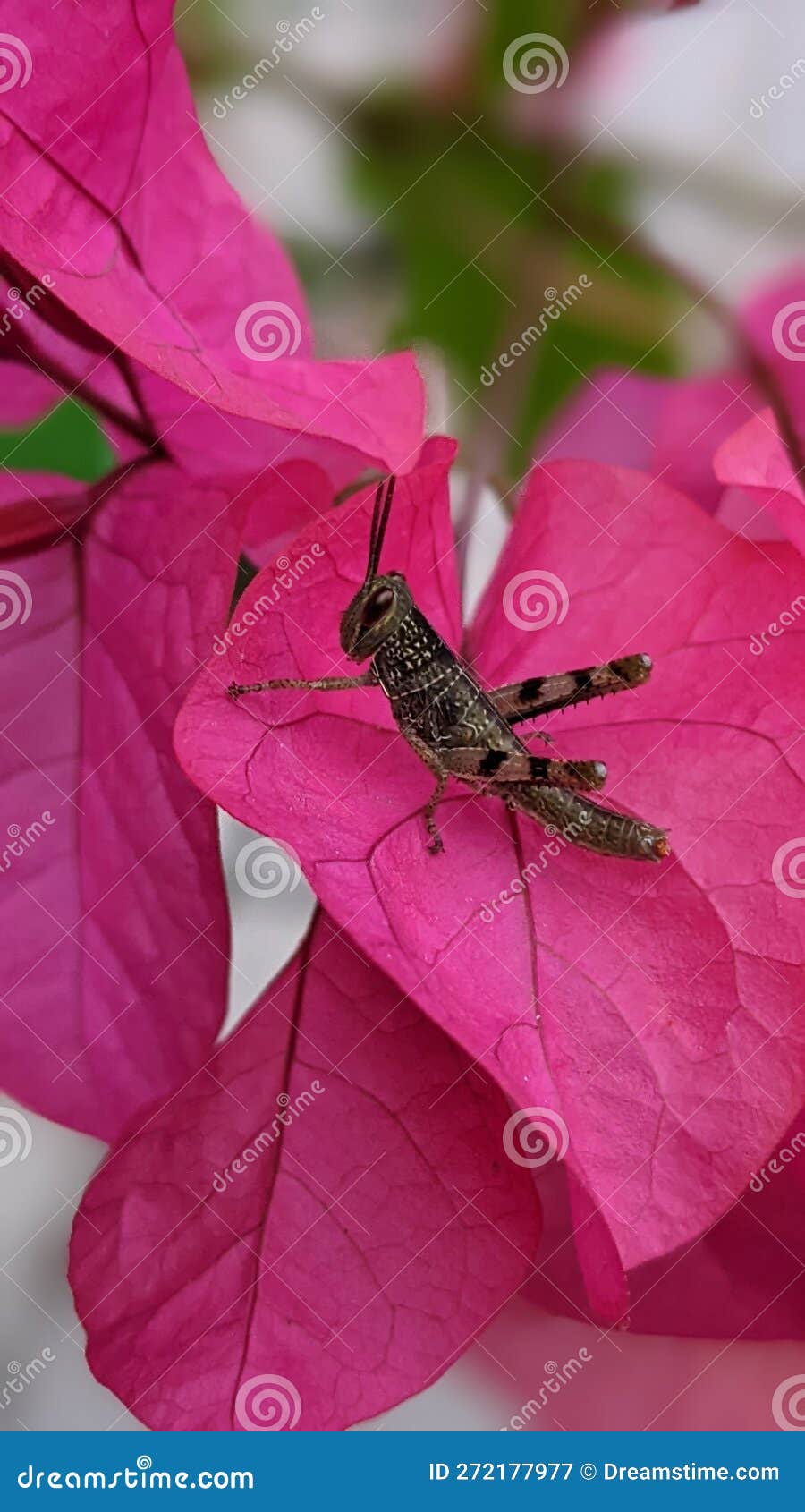 Grasshopper on a Pink Flower Stock Image - Image of purple, moth: 272177977