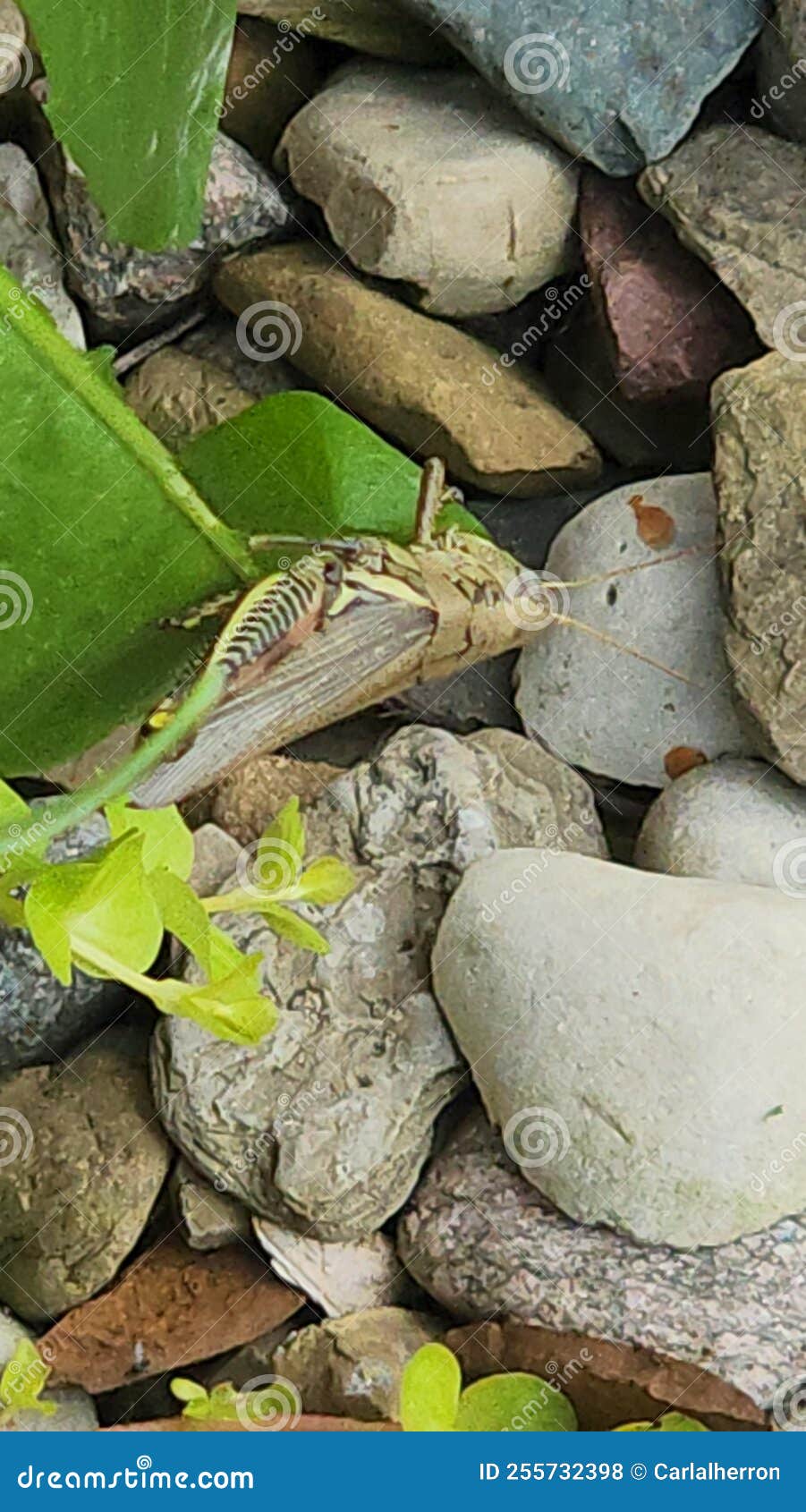 Grasshopper on Plants Near River Rocks Stock Photo - Image of tree ...
