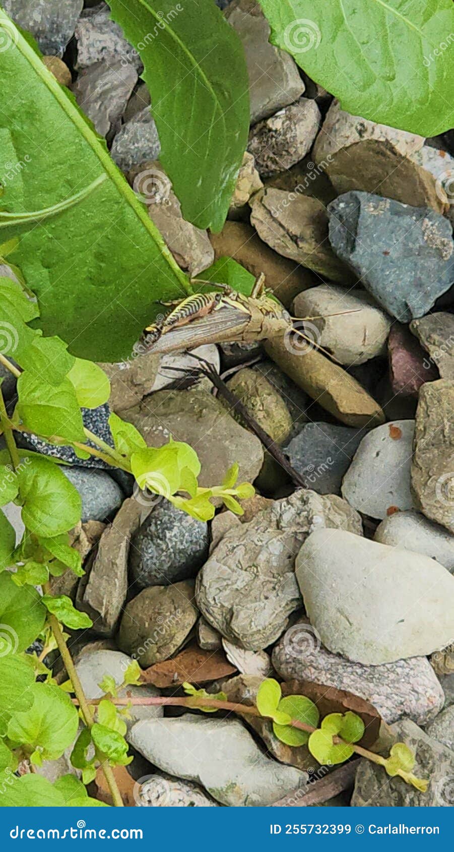 Grasshopper on Plants with River Rocks Stock Image - Image of rock ...