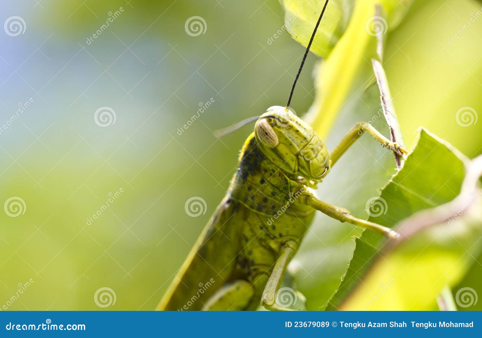 Grasshopper Portrait stock image. Image of natural, grasshopper - 23679089