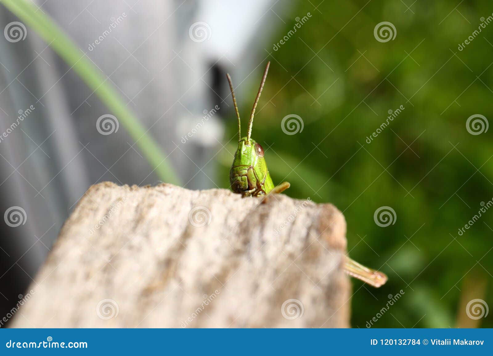 Grasshopper Posing for the Camera. Close Up Stock Photo - Image of ...