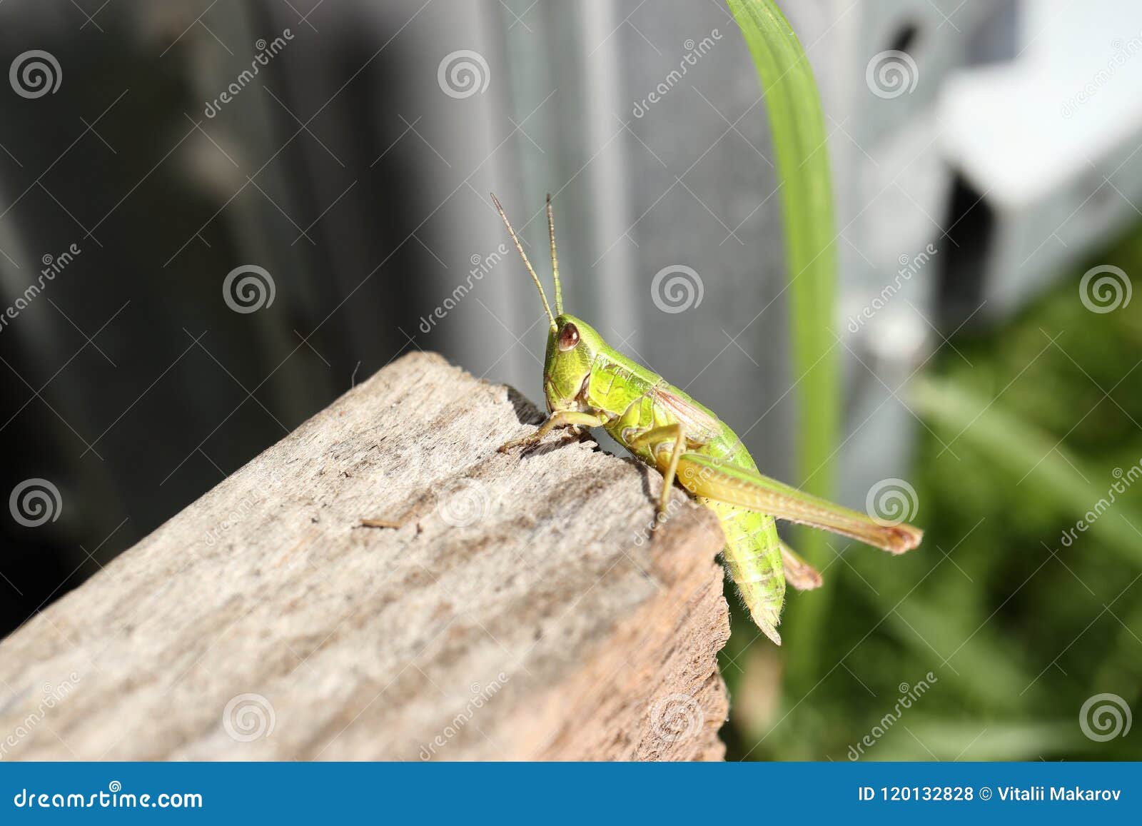 Grasshopper Posing for the Camera. Close Up Stock Photo - Image of eyes ...