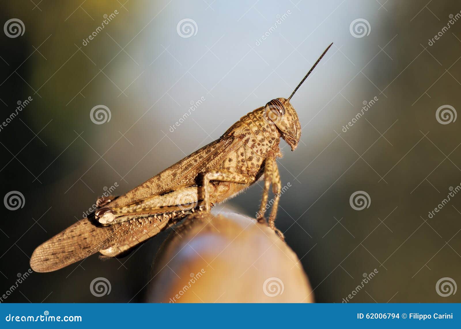 Grasshopper profile stock photo. Image of inhabitant - 62006794