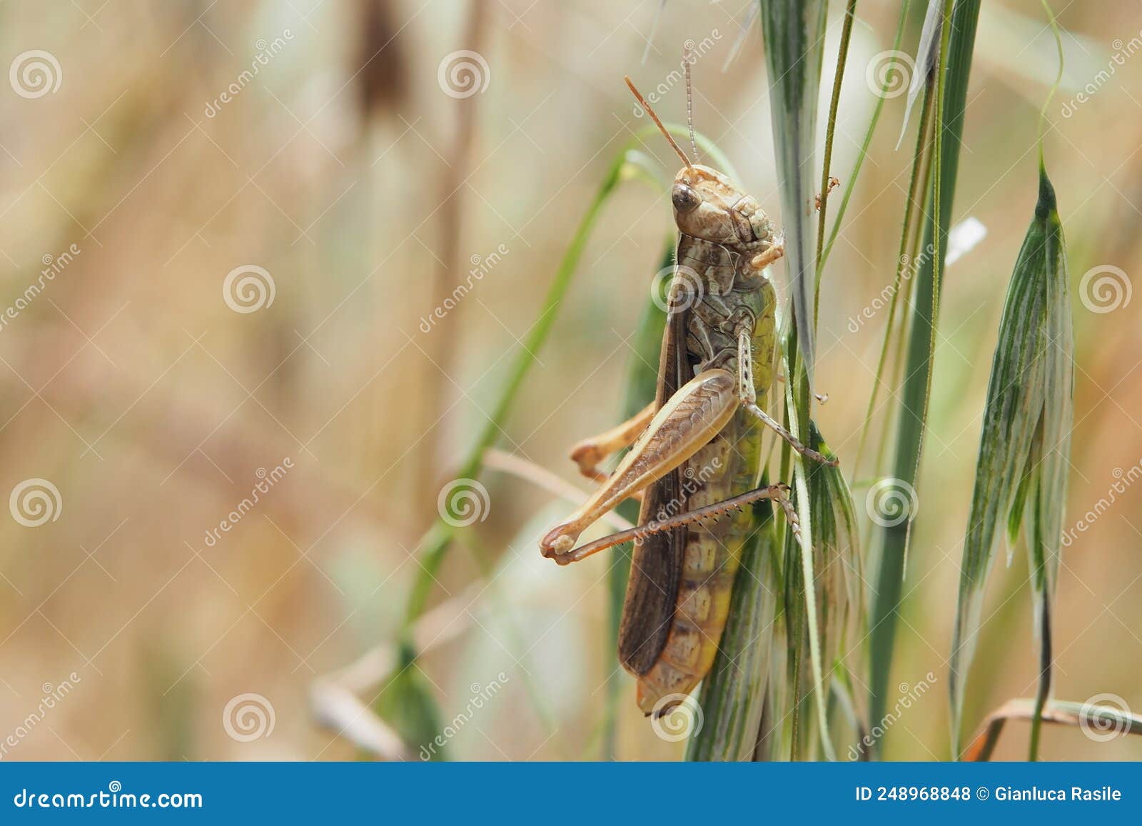 Grasshopper in profile stock photo. Image of mediterranean - 248968848