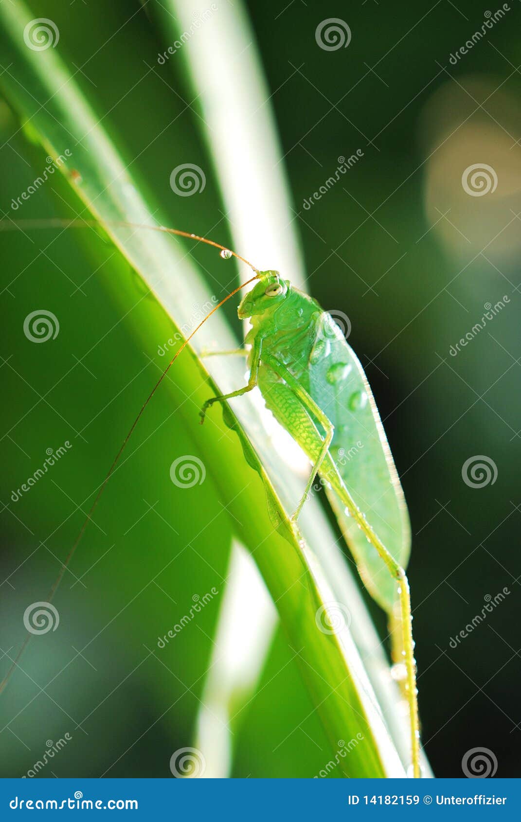Grasshopper in the Rain stock image. Image of biology - 14182159