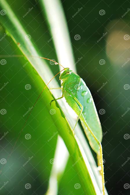 Grasshopper in the Rain stock image. Image of biology - 14182159