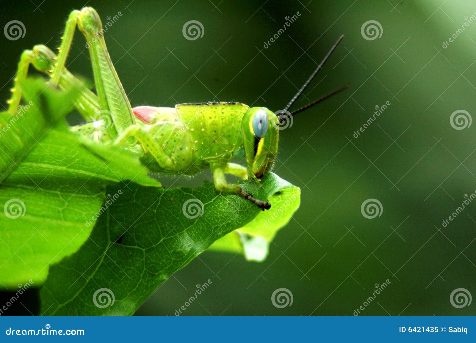 Grasshopper ready to jump stock image. Image of micro - 6421435