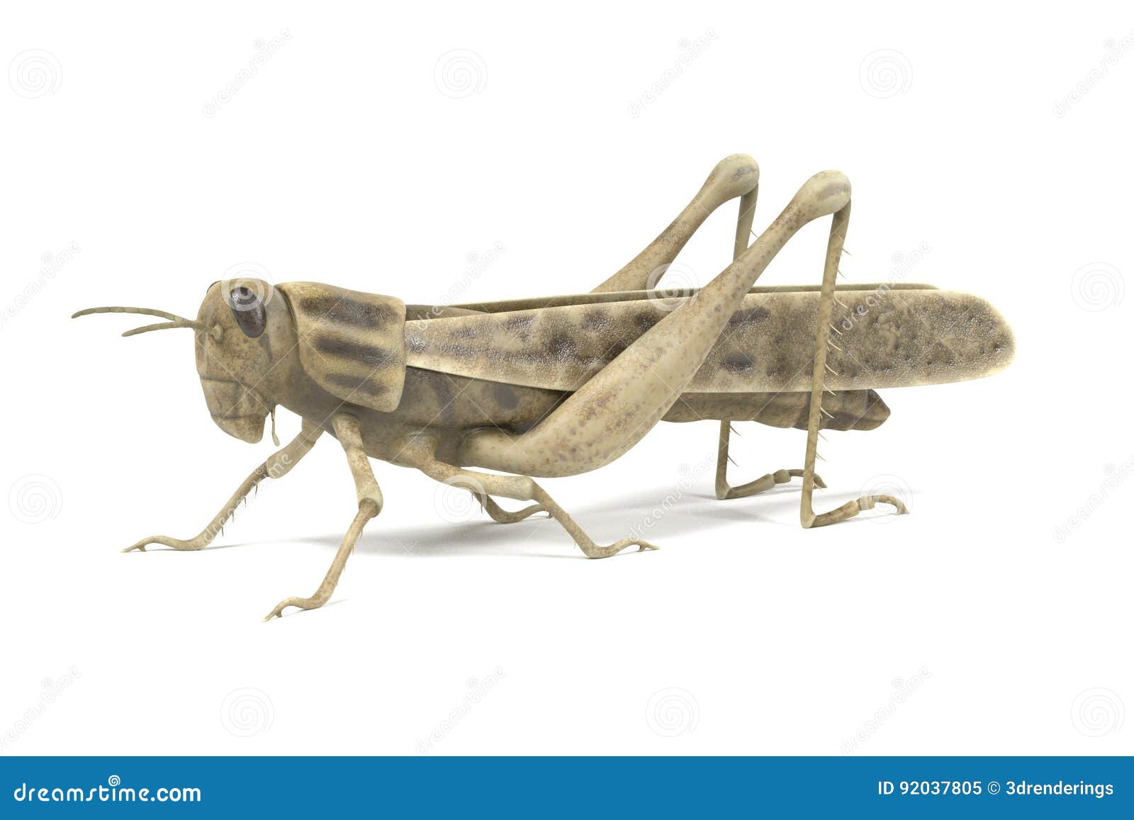 Grasshopper stock illustration. Illustration of horned - 92037805