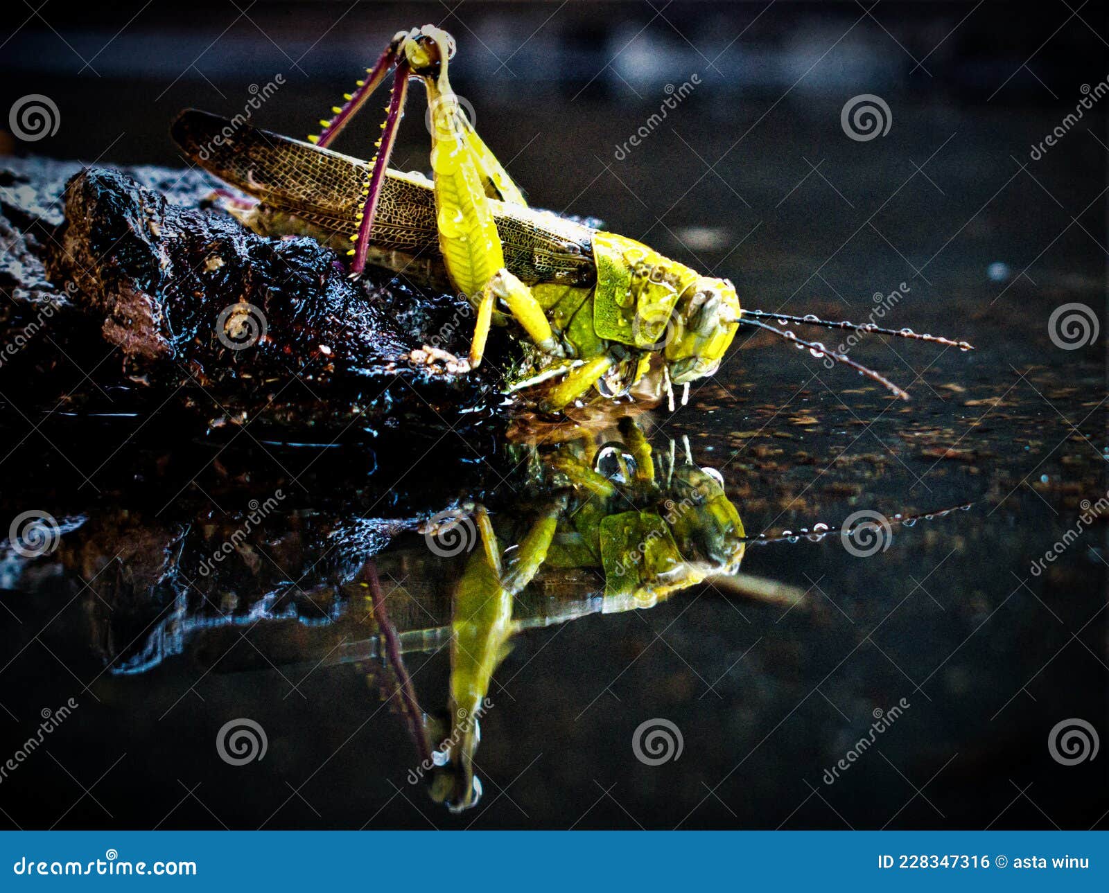 The Grasshopper is Reflecting on the Water Stock Photo - Image of glass ...