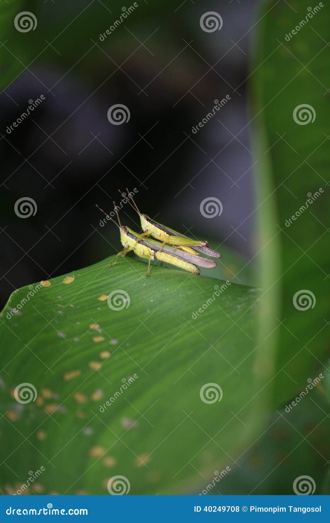 Grasshopper , Reproduce on a Leaf in the Grden Stock Photo - Image of ...