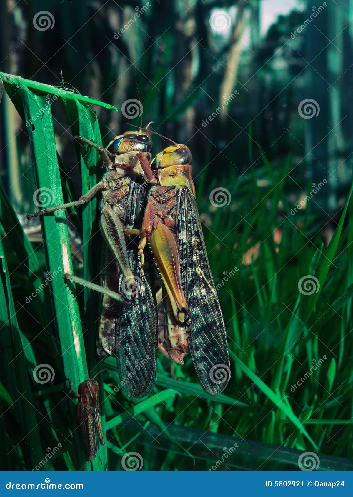 Grasshopper reproduction stock image. Image of antennae - 5802921