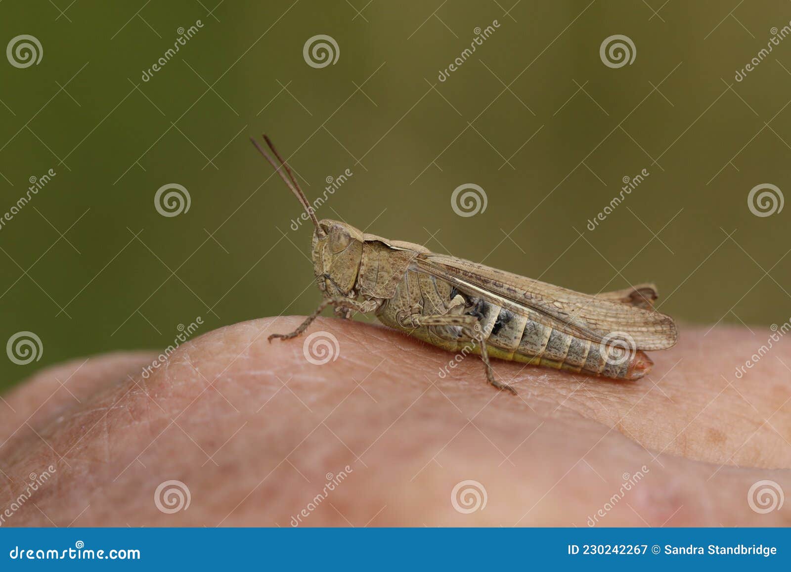 A Grasshopper Resting on a Human Hand. Stock Image - Image of closeup ...