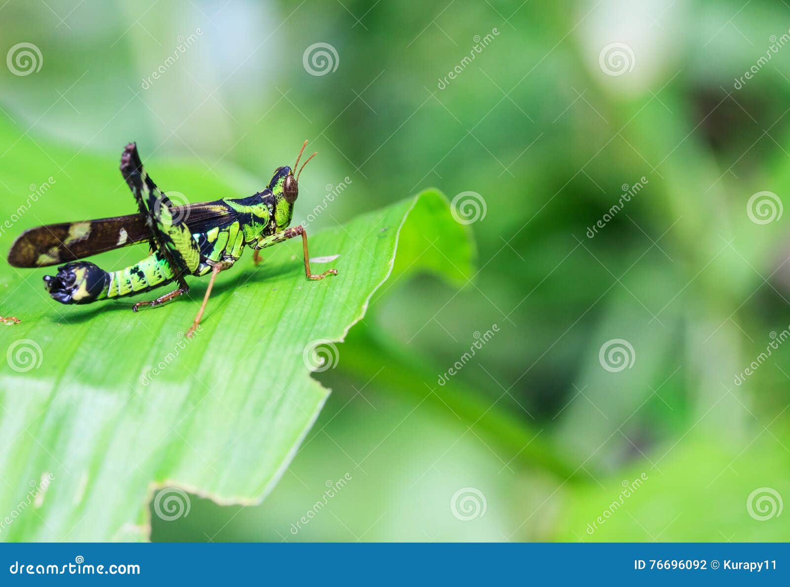 Grasshopper Resting Inside a Leaf. Stock Photo - Image of canadian ...