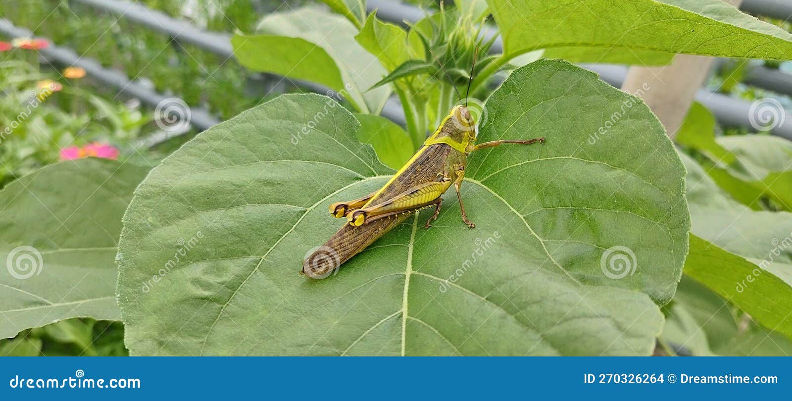 A Grasshopper Was Resting on a Leaf while Eating it Stock Photo - Image ...