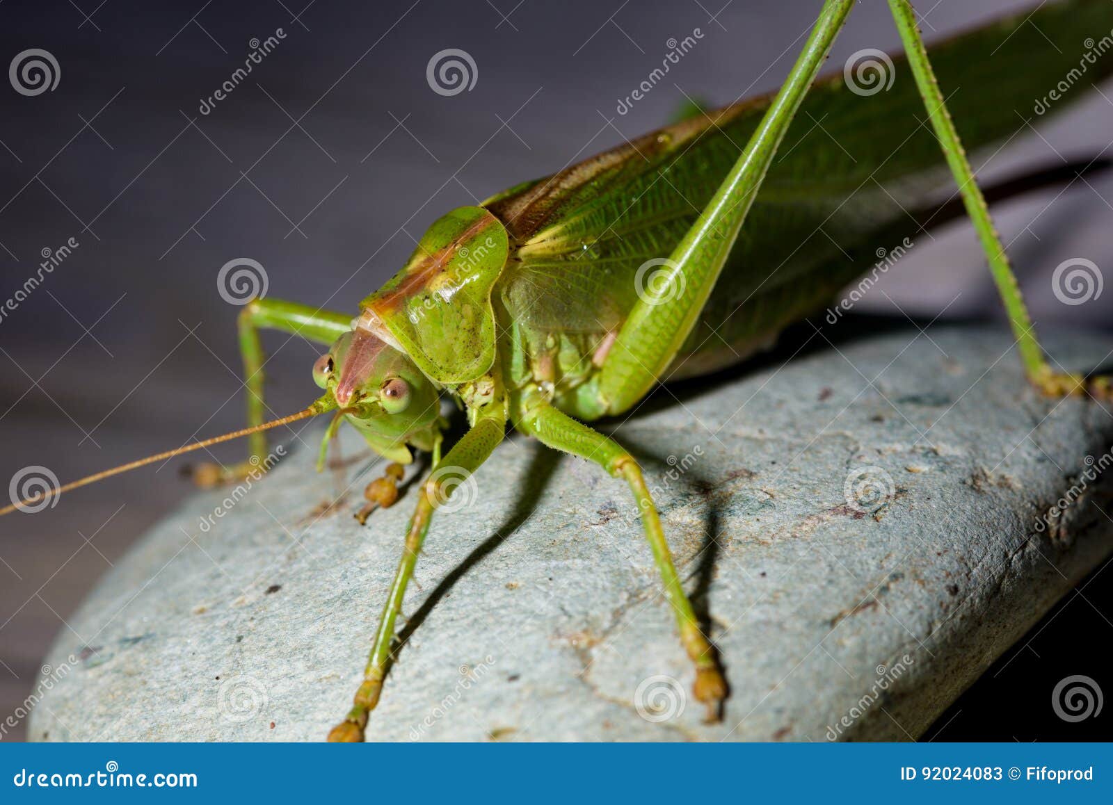 Grasshopper Resting on a Stone and Cleaning Its Feet Stock Image ...