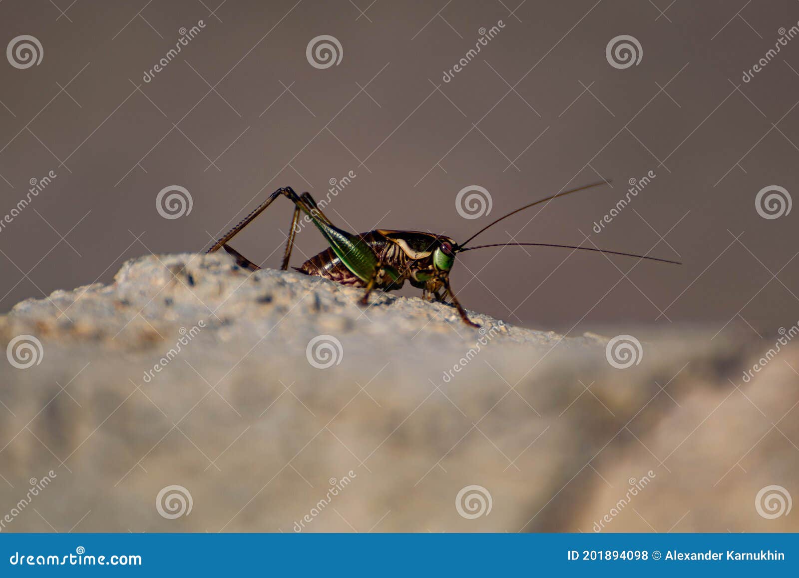 Grasshopper on a Rock Side View Stock Photo - Image of arthropod, green ...