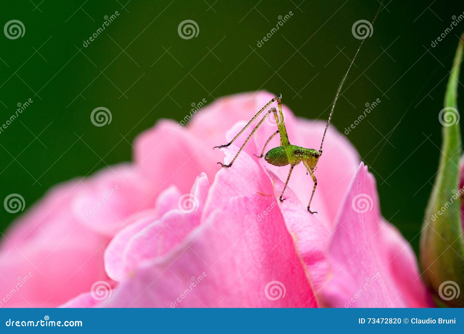 Grasshopper on a rose. stock photo. Image of natural - 73472820