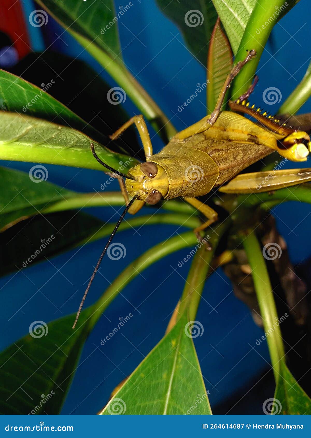 Grasshopper S Facial Expression that Feels Threatened by the Camera ...
