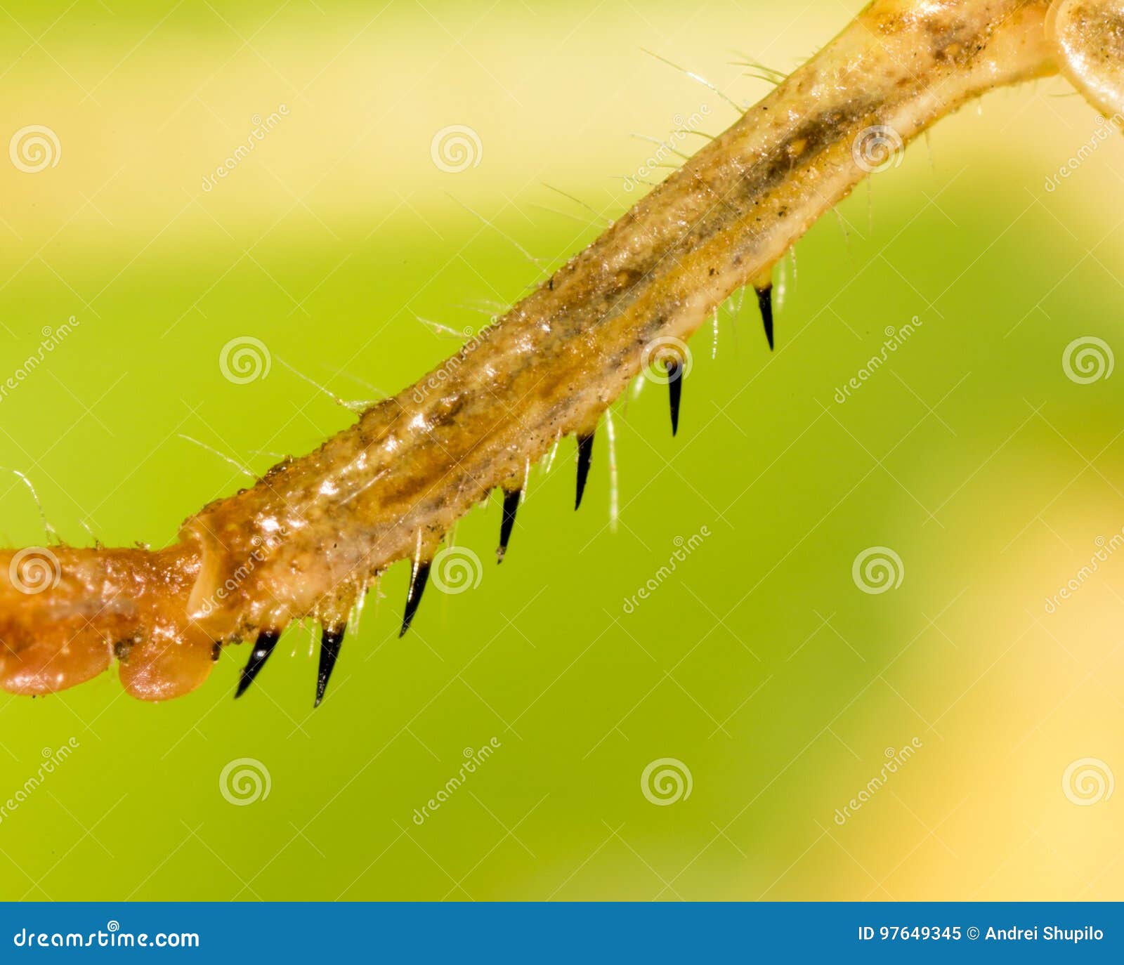 The Grasshopper`s Paw on the Nature Stock Image - Image of thorns, tail ...