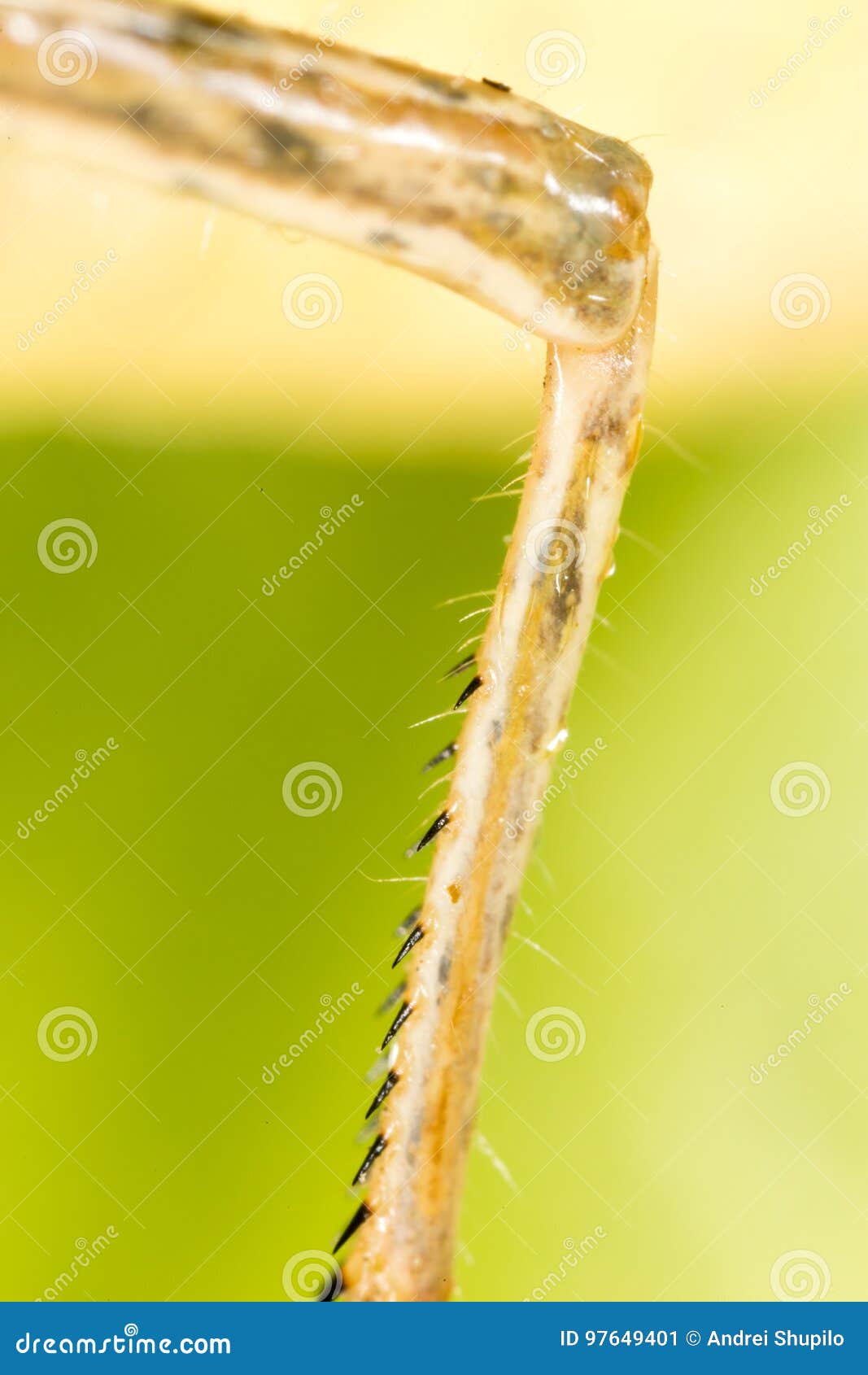 The Grasshopper`s Paw on the Nature Stock Image - Image of insect ...