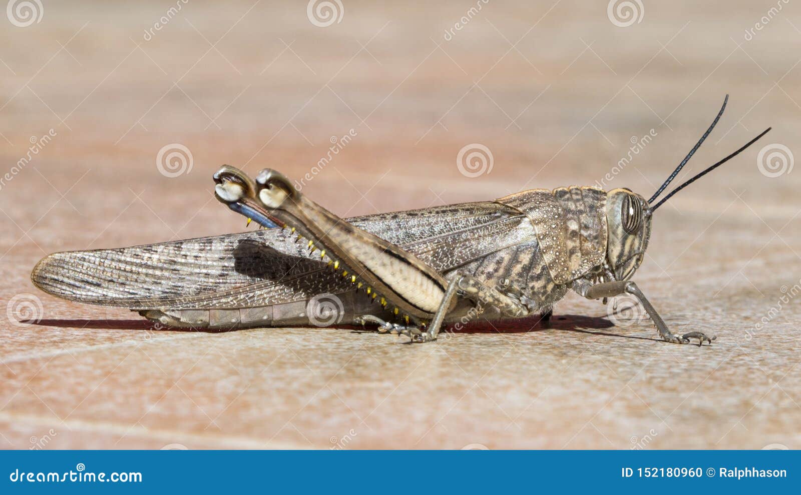 A Grasshopper`s Profile on Tiles Stock Photo - Image of tiles, light ...