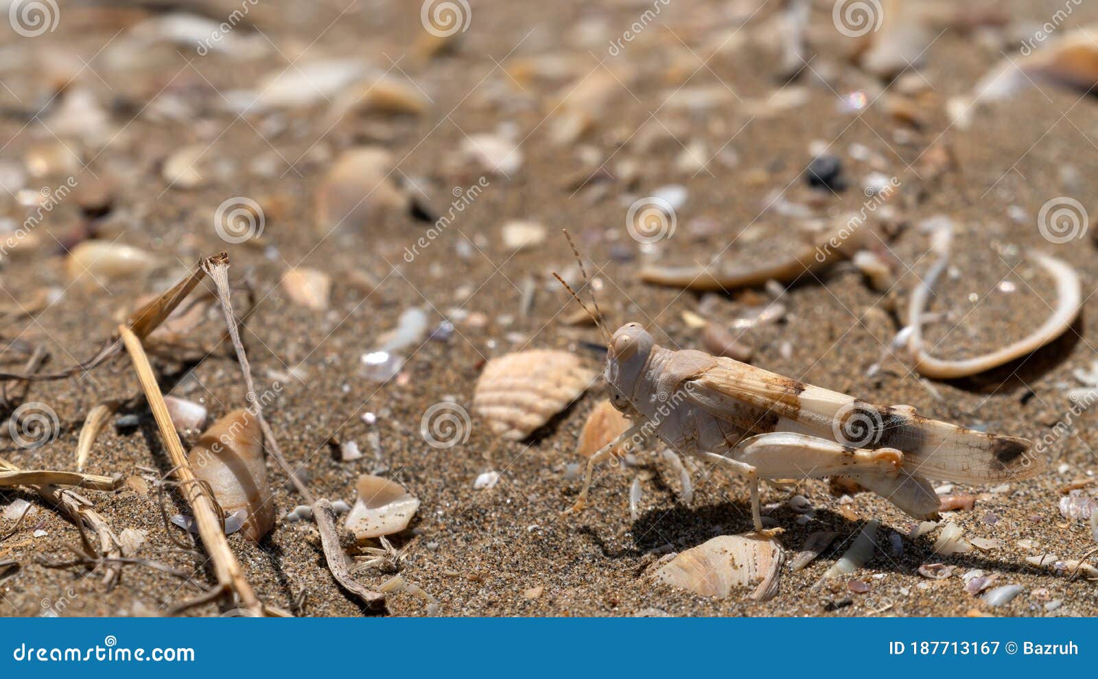 Grasshopper in the sand stock image. Image of invertebrate - 187713167