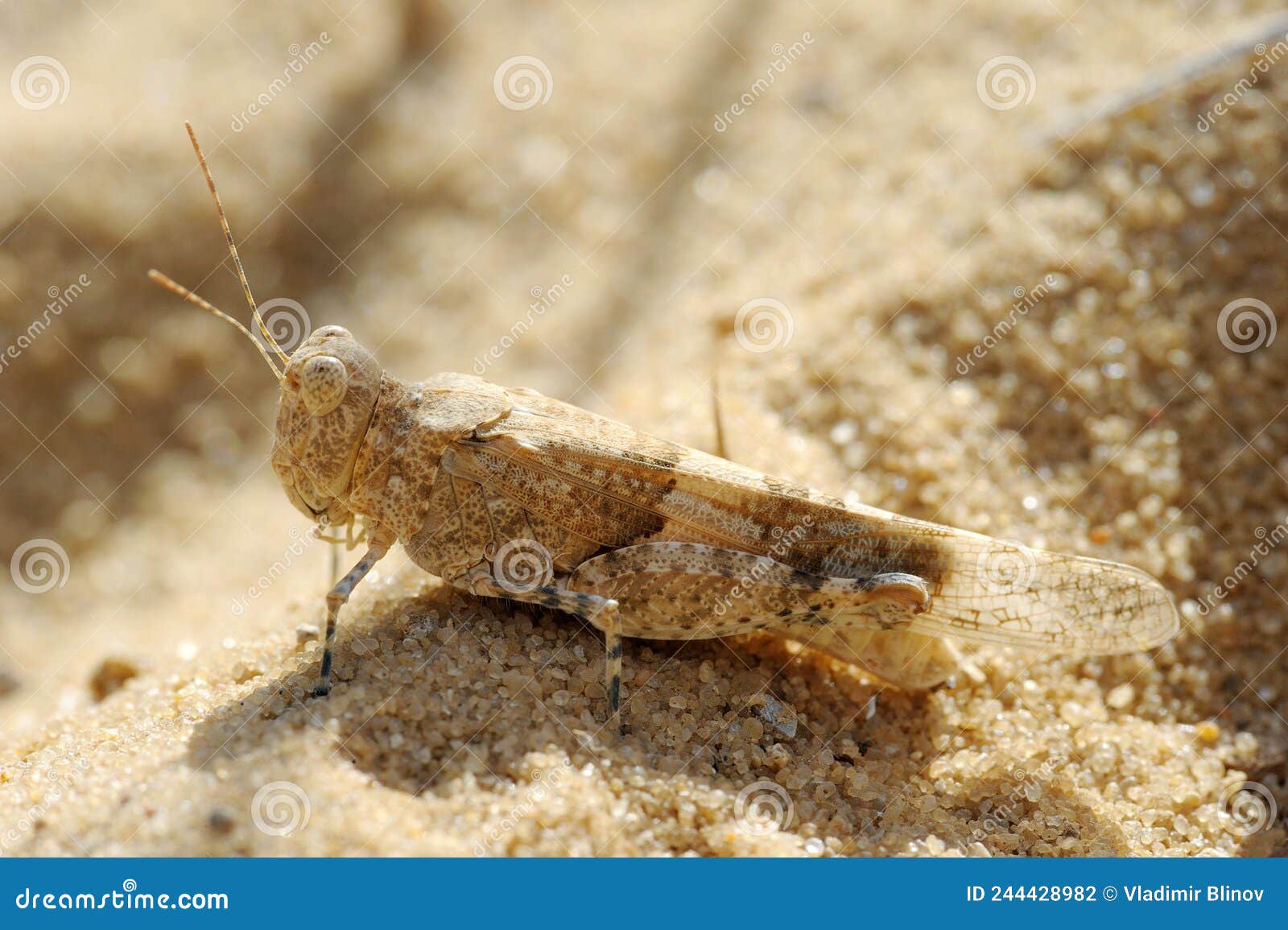 Grasshopper on the sand stock photo. Image of grasshopper - 244428982