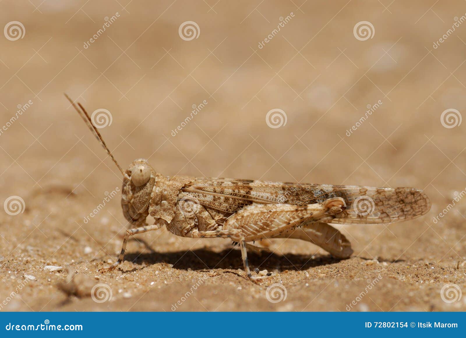 Grasshopper on sand stock photo. Image of camouflage - 72802154