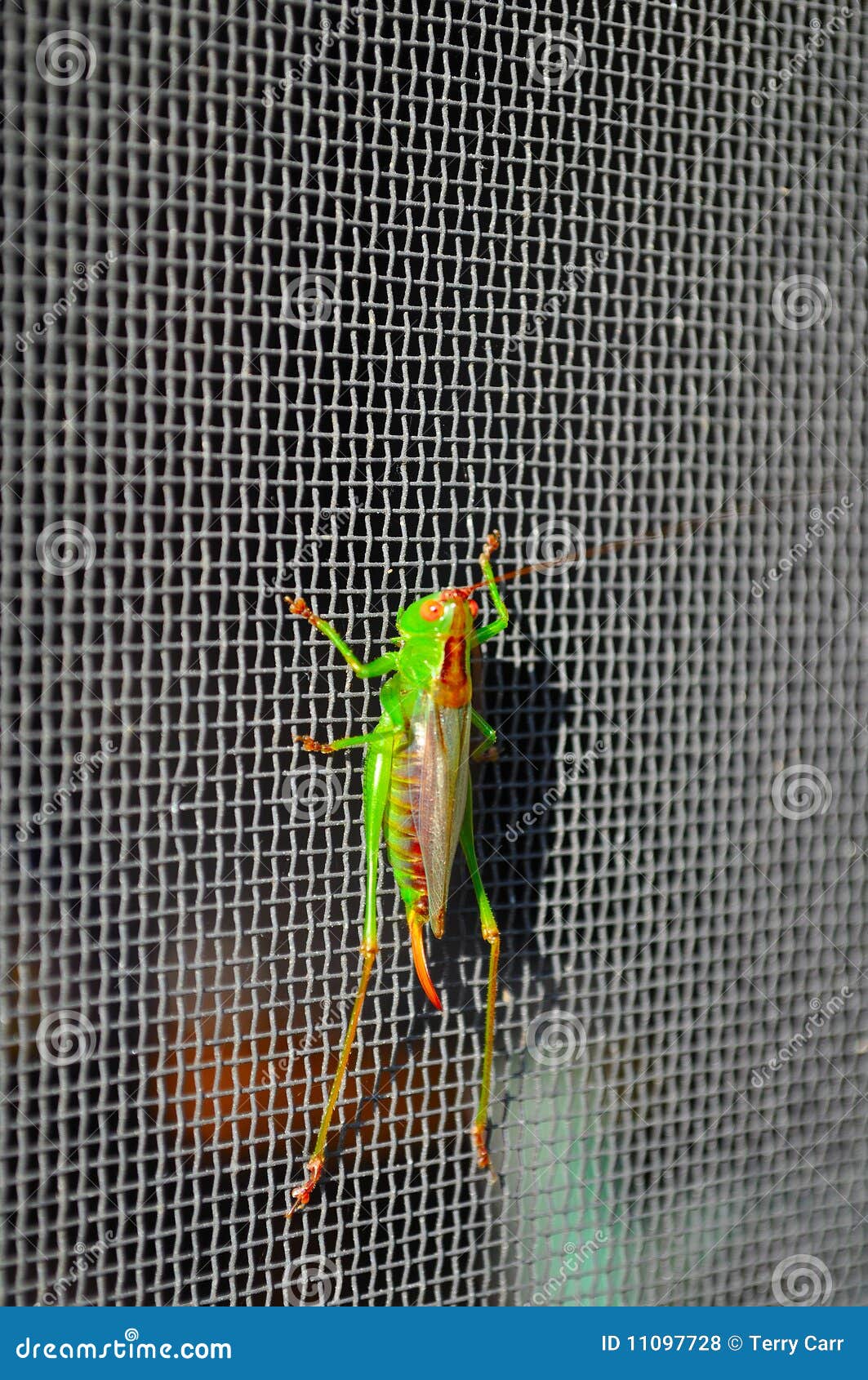 Grasshopper on screen stock photo. Image of insect, vertical - 11097728