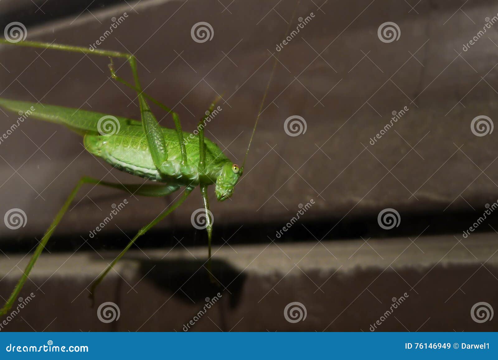 Grasshopper Seen from Bottom, . Stock Image - Image of invertebrate ...