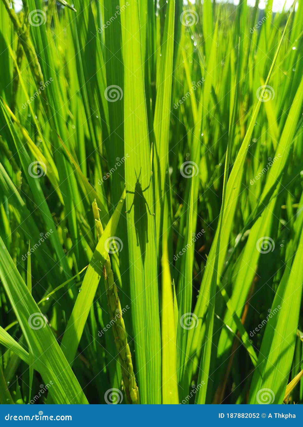 Rice Leaf Royalty-Free Stock Photo | CartoonDealer.com #40321407