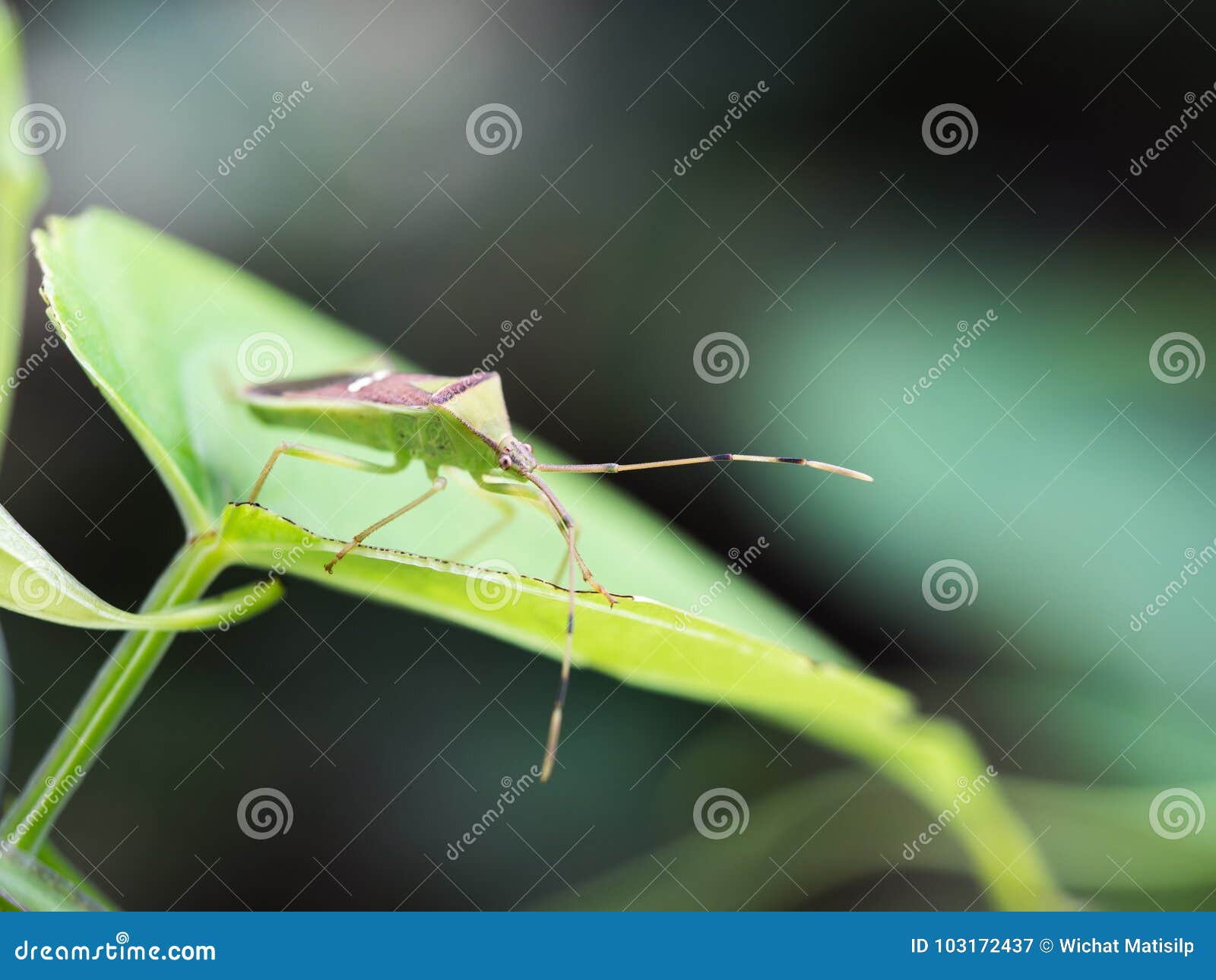 The Grasshopper Shaped Square on the Leaf Stock Image - Image of life ...