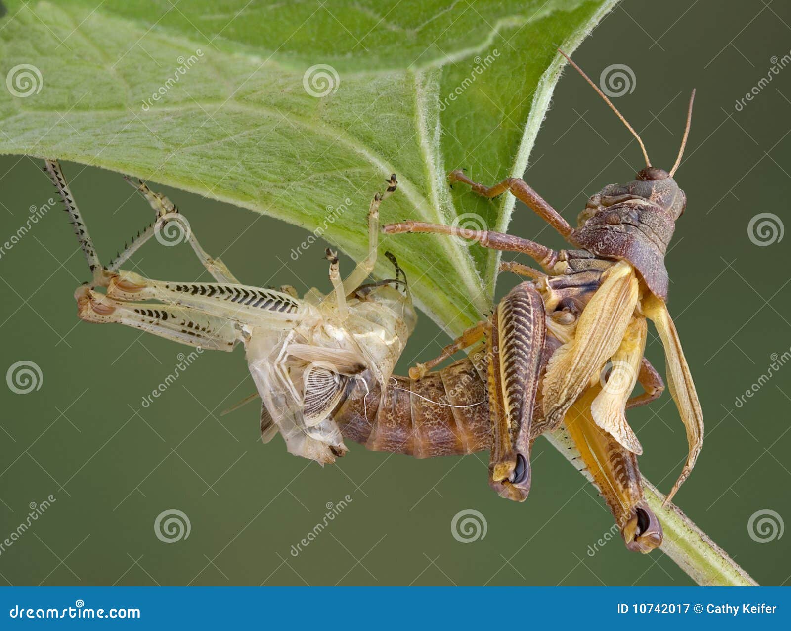 Grasshopper shedding stock image. Image of grasshopper - 10742017