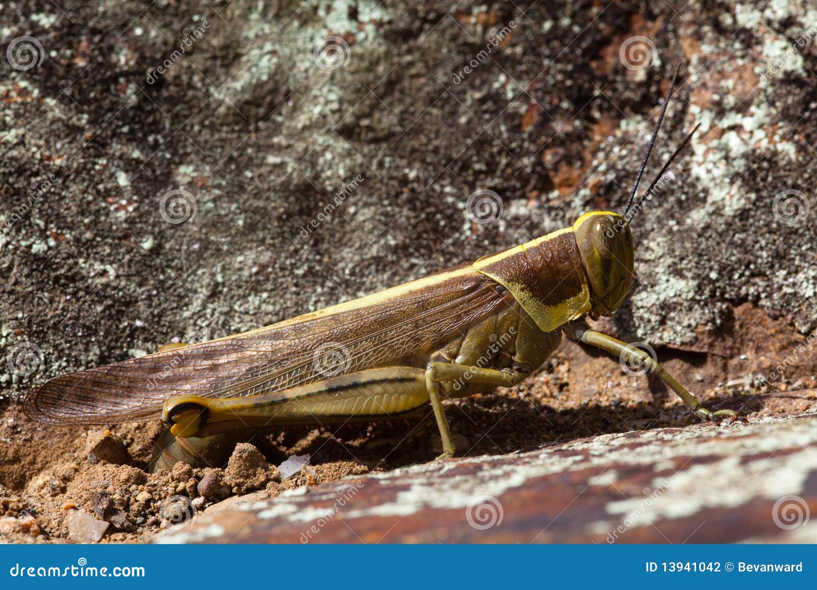 Grasshopper side view stock photo. Image of animal, reproduce - 13941042