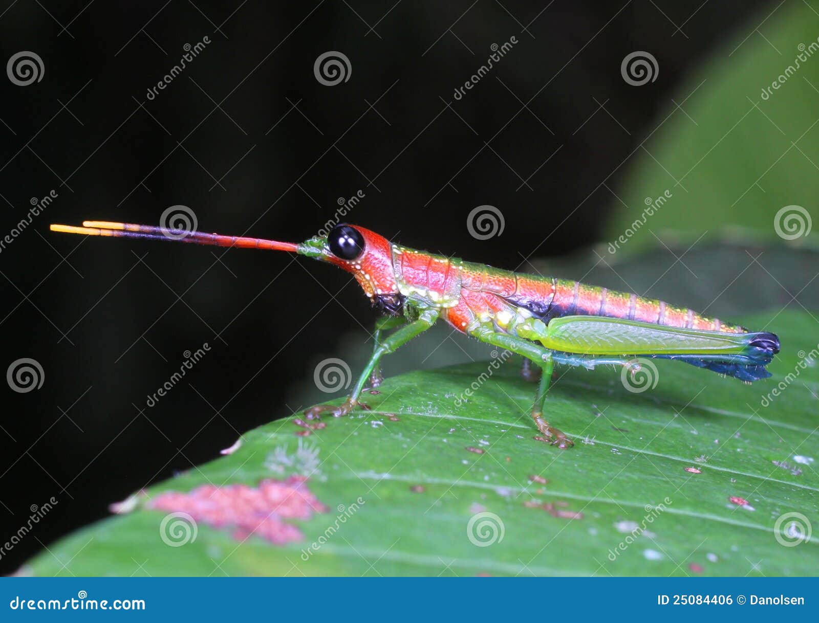 Grasshopper from Sinharaja stock photo. Image of rain - 25084406