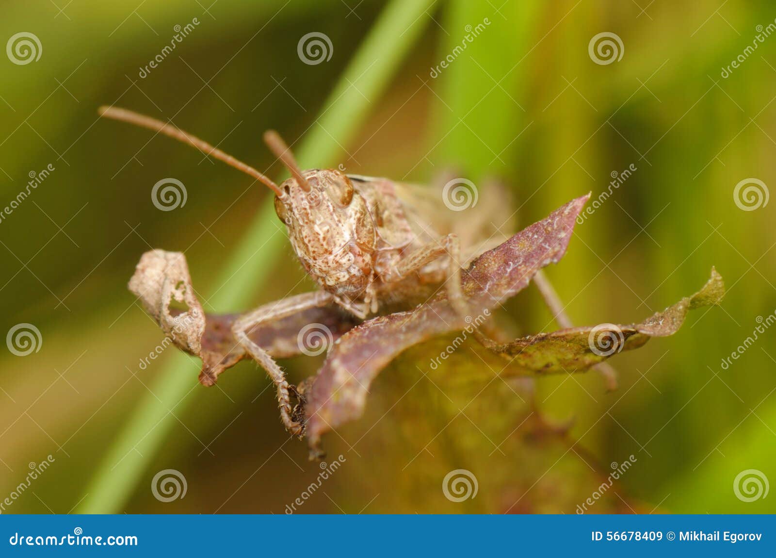 Leaf Front Side Of Peepal Tree, Ficus Religious From Fig Family Royalty ...