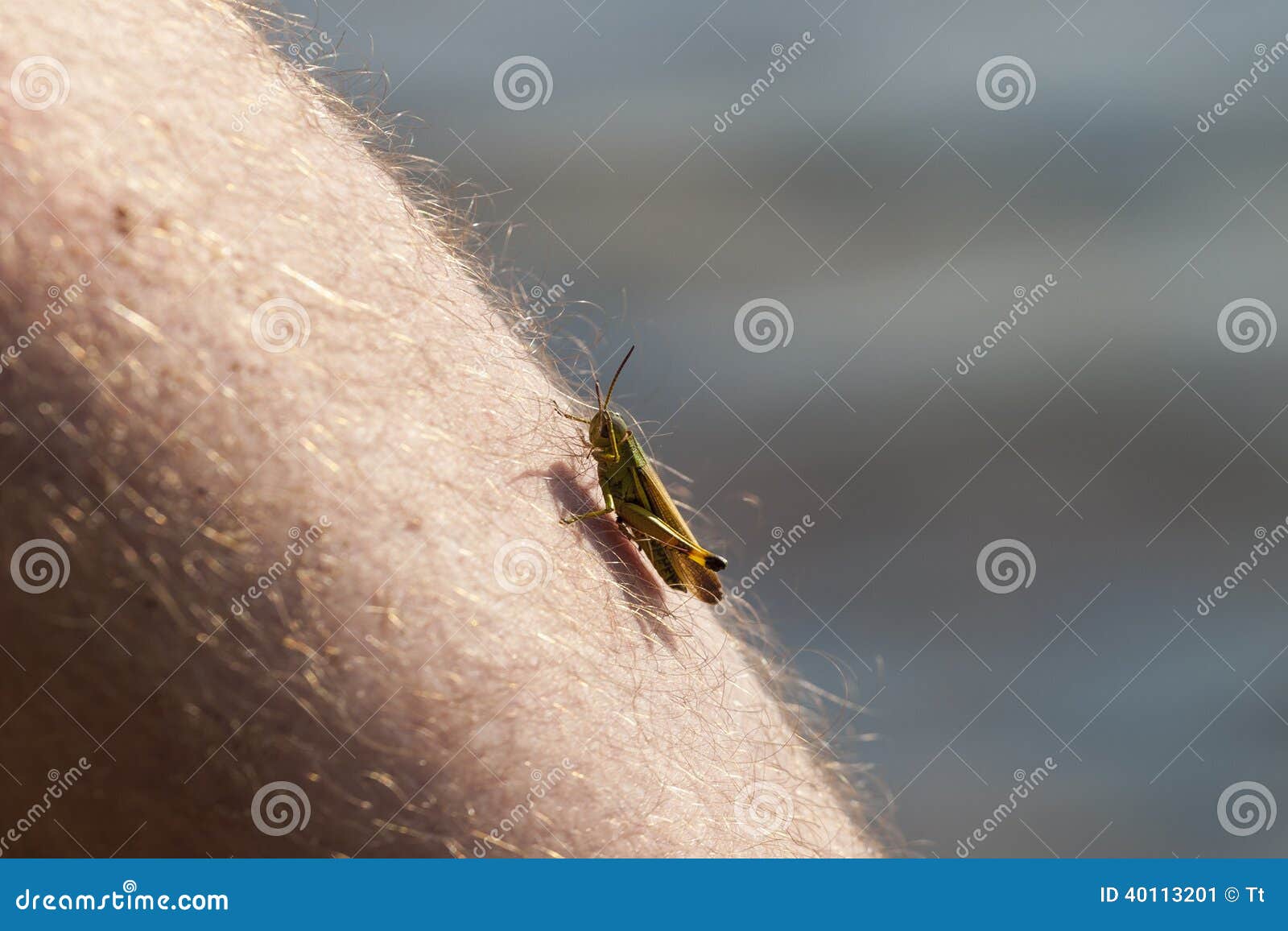 Grasshopper stock image. Image of macro, wild, grasshopper - 40113201