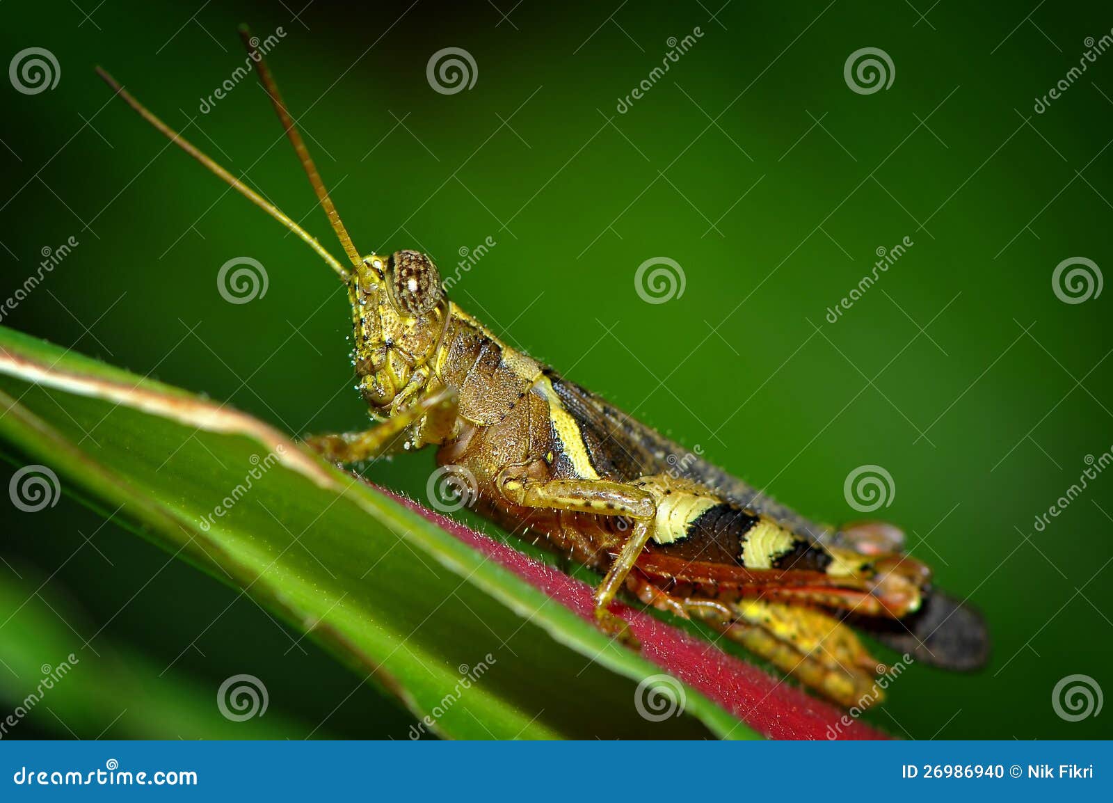 Grasshopper Sitting on a Blade Stock Photo - Image of entomology ...