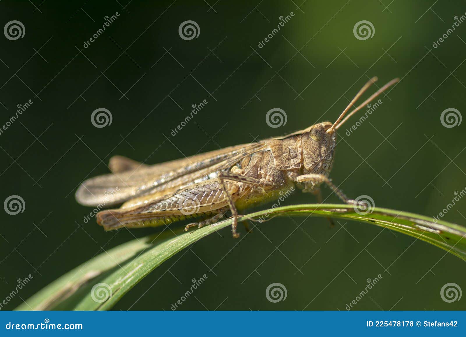 Grasshopper Sitting on a Blade of Grass. Stock Photo - Image of focus ...