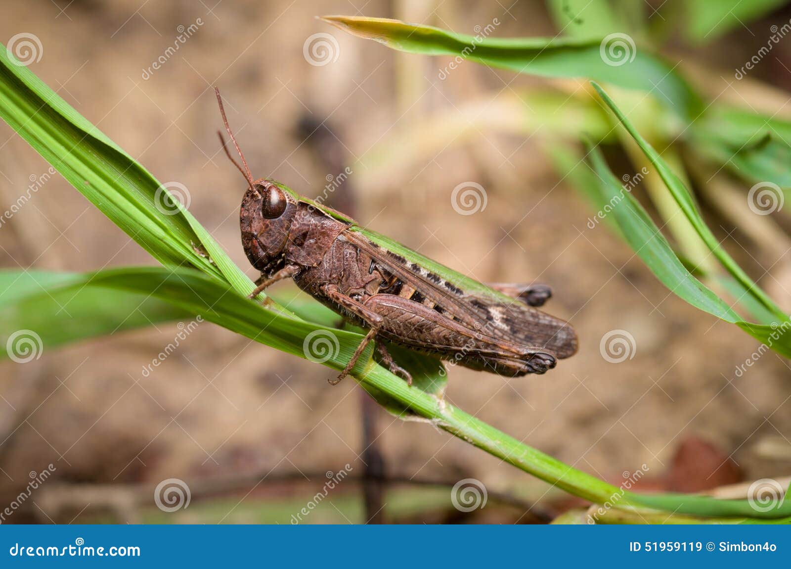 Grasshopper Sitting on Blade of Grass Stock Image - Image of antenna ...