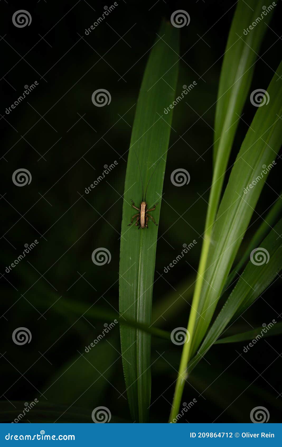 Grasshopper is Sitting (Caelifera) on a Leaf Macro Photography in a ...
