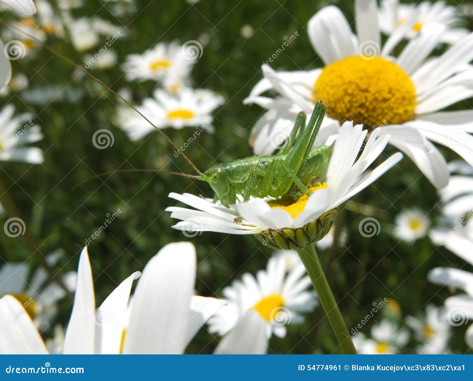 Grasshopper Sitting in Daisies Bloom. Stock Image - Image of outdoor, grass: 54774961