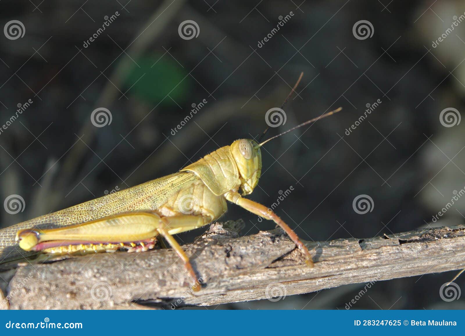 A Grasshopper Sitting on a Dead Twig Stock Image - Image of locust ...
