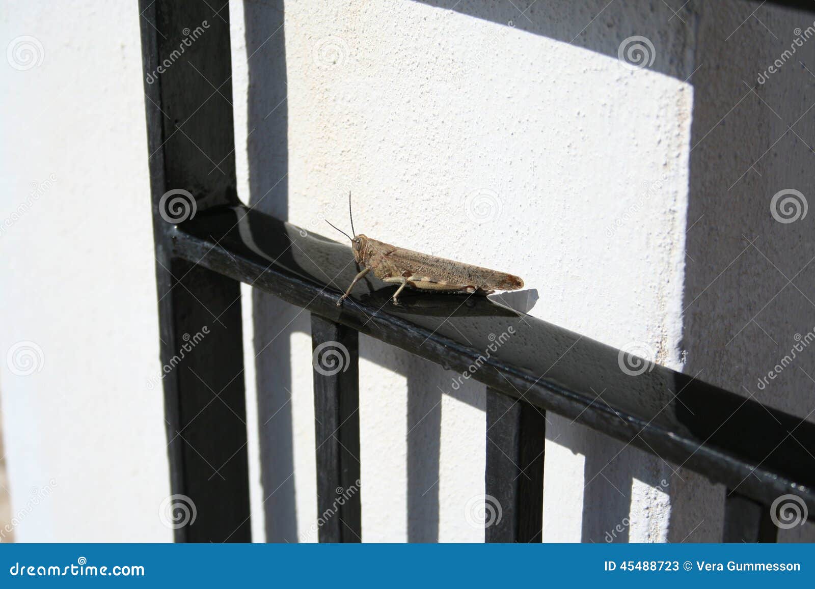 Grasshopper stock image. Image of brown, antenna, animal - 45488723