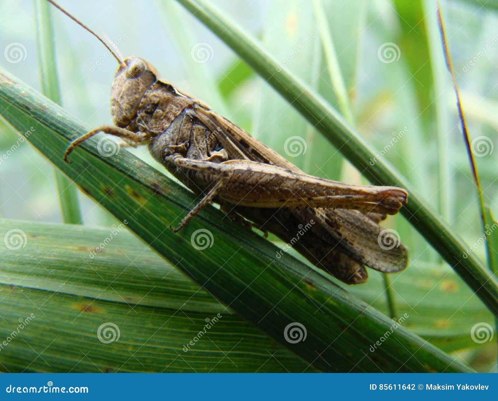Grasshopper stock photo. Image of carapace, camouflage - 85611642