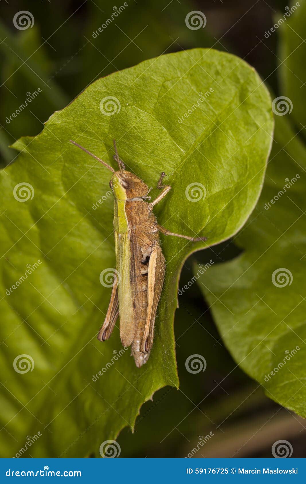 Grasshopper Sitting on the Grass Stock Image - Image of outside, hopper ...