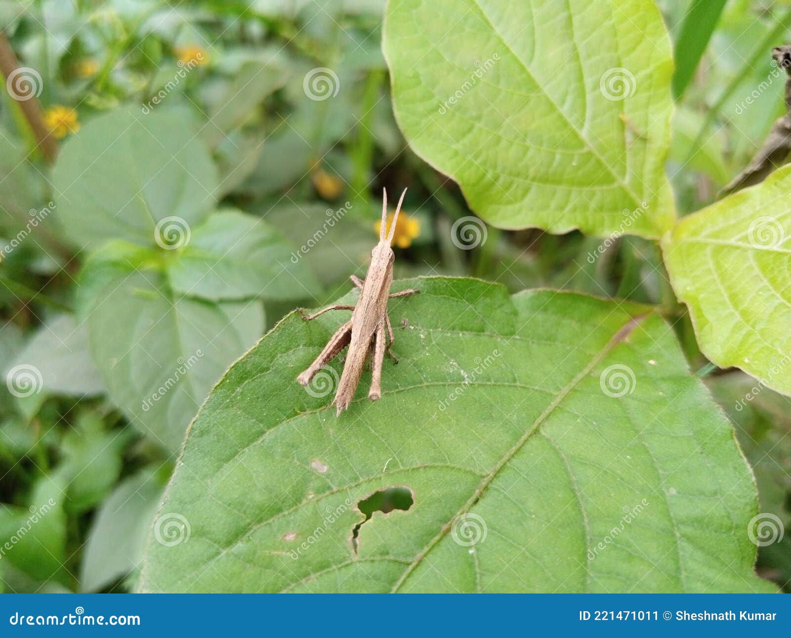 Grasshopper Sitting on a Leaf Stock Image - Image of food, invertebrate ...