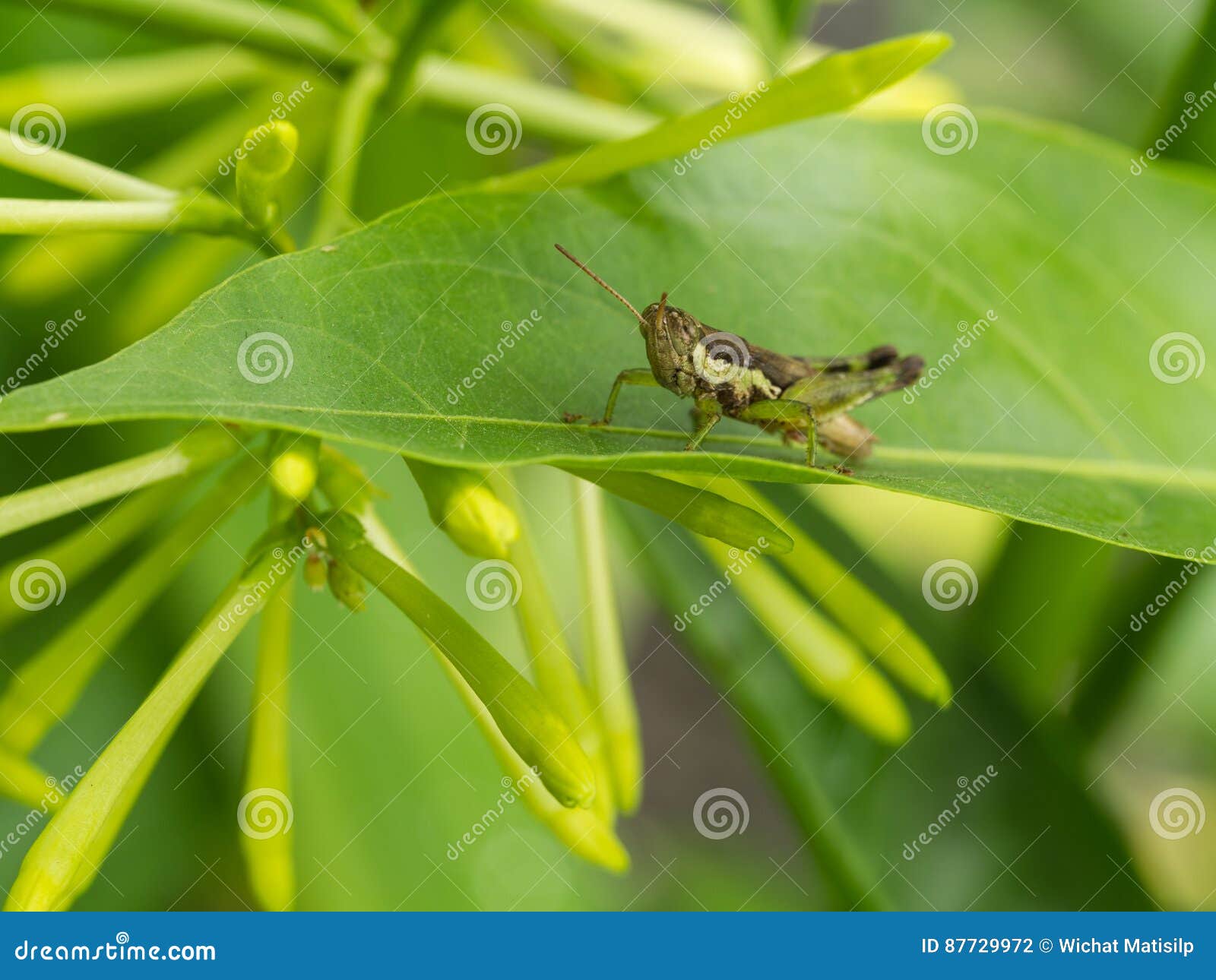 Grasshopper Sitting on Night Jasmine Stock Photo - Image of little ...